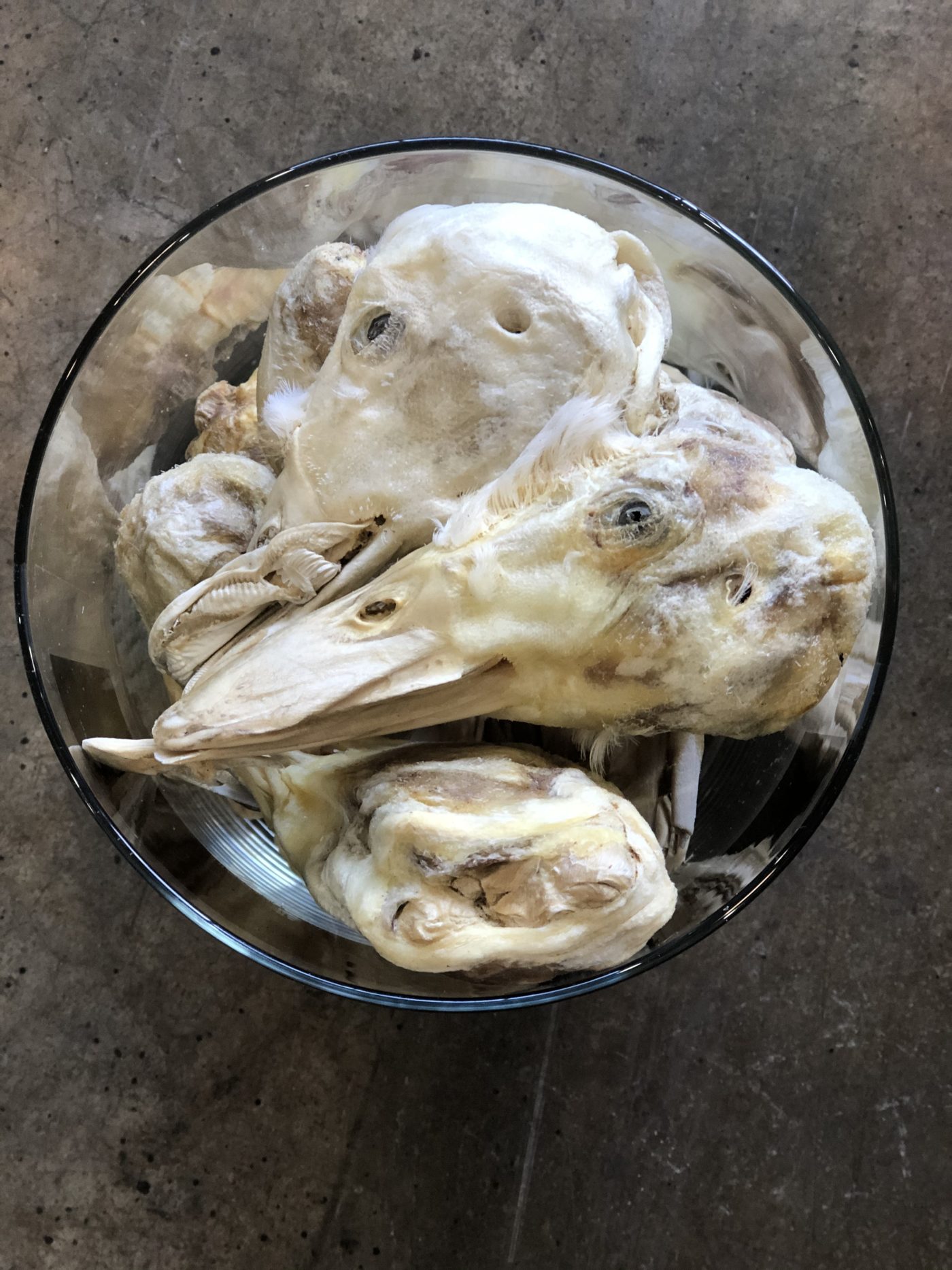 Freeze Dried Duck Head - Pet Wants Charlotte